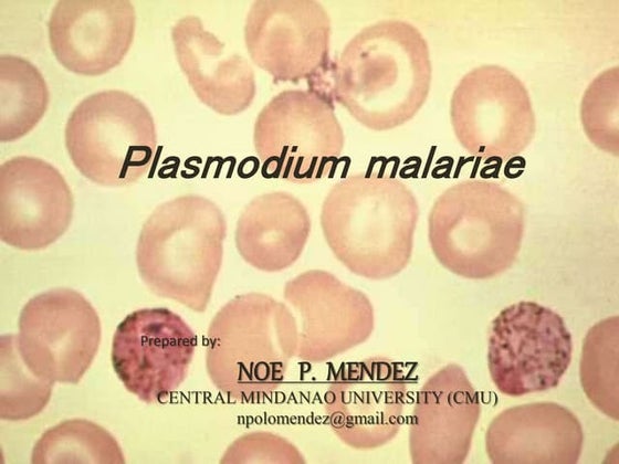 Malaria Life cycle of plasmodium | PPT