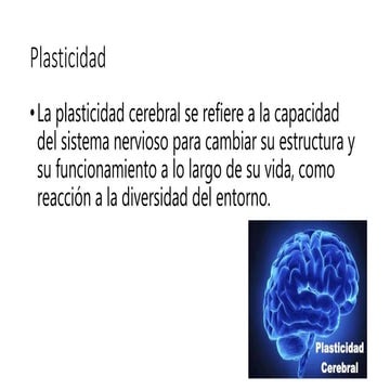 Plasticidad | PPTX