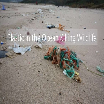Plastic in the ocean killing wildlife | PPT