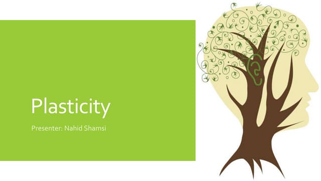Auditory system Plasticity | PPT Auditory system Plasticity | PPT