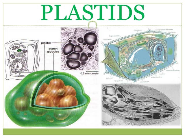 Plastids presentation | PDF