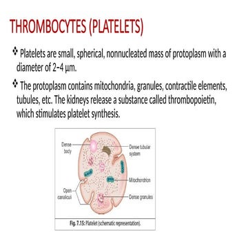 platelets.ppt............................ | PPTX