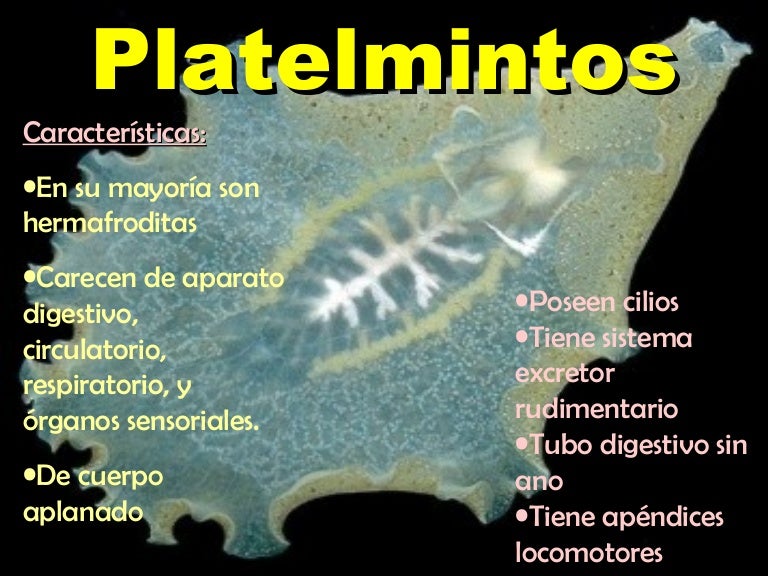 Platelmintos