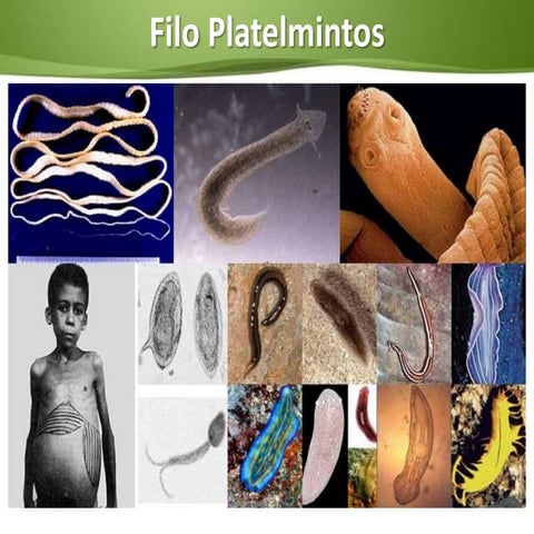 Platelmintos características principais | PPT
