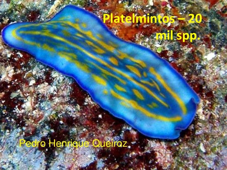 Platelmintos