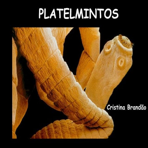 Platelmintos: características e principais parasitas | PPT