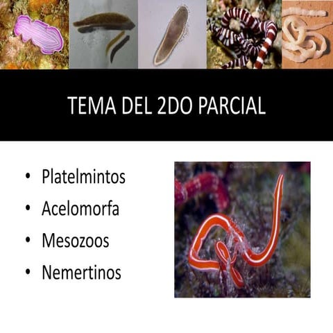 Platelmintos, Acelomorfos, Mesozoos y Nemertinos | PPTX