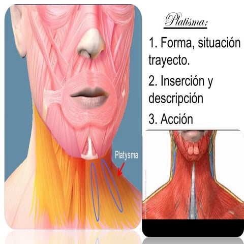Platisma | PPT