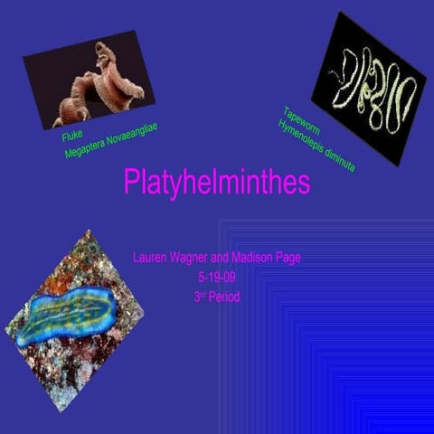 Platyhelminthes | PPT