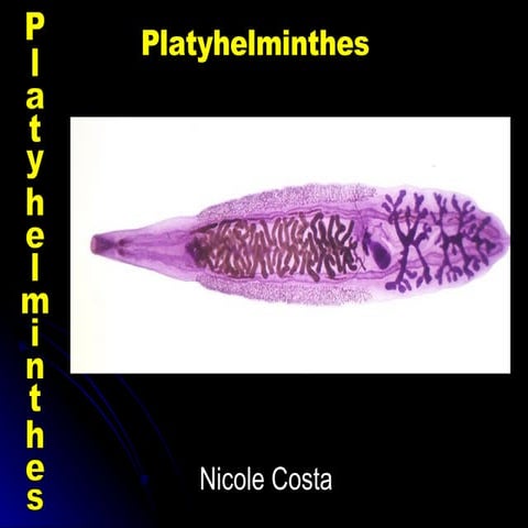 Platyhelminthes | PPT