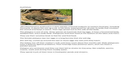 Platypus Habitat Diorama