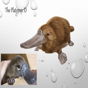Platypus (2).pptx
