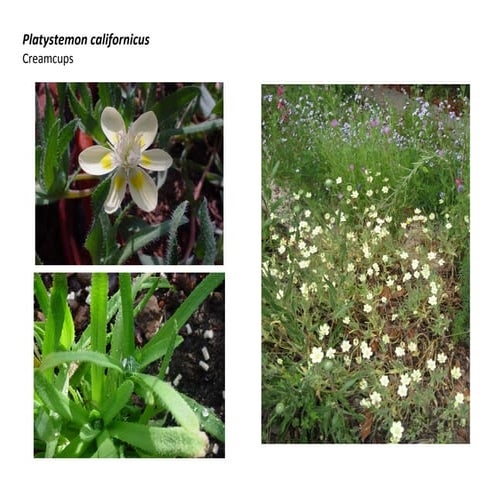 Platystemon Californicus Web Show Ppt