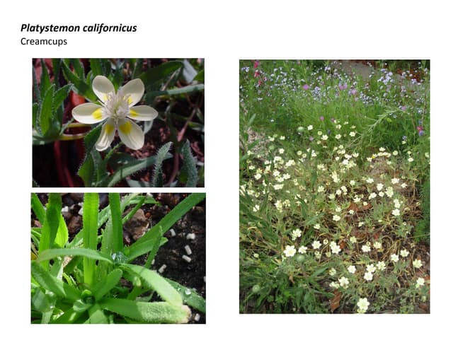 Platystemon Californicus Web Show Ppt