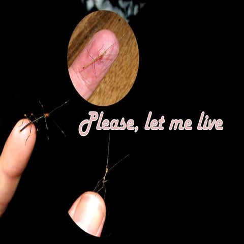 Please, let me live | PPSX