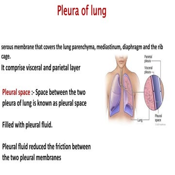 BRONCHO PULMONARY SEGMENTS of lung .pptx