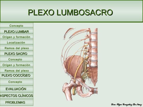 Anatomia de la pierna | PDF