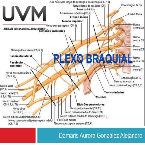 Nervo Toracico Longo Plexo Braquial Brachial Plexus | Systems | Aula