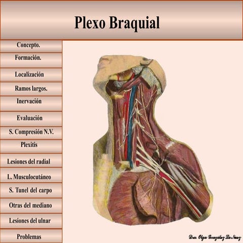 Dermatomas brazo | PPTX