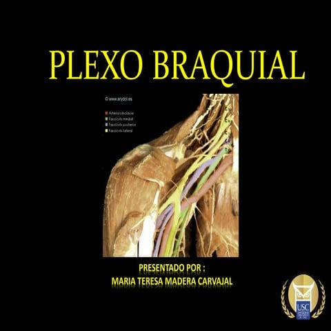 Plexo Braquial Ortopedia | PPTX