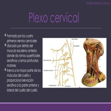 Plexo cervical, anatomía resumida, fácil | PPTX