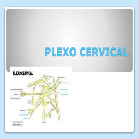 Plexo cervical, anatomía resumida, fácil | PPTX