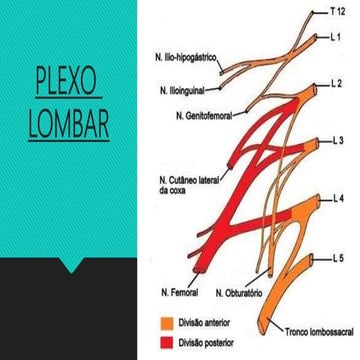 Plexo lombar | PPTX