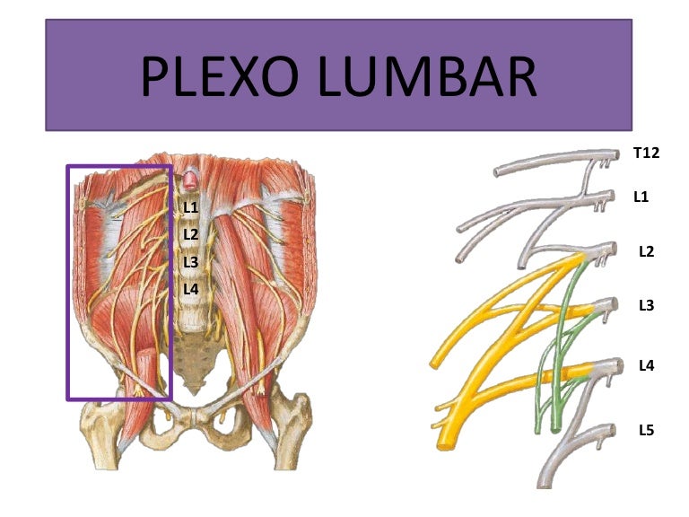 Plexo lumbar