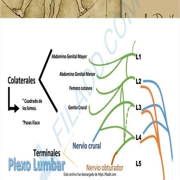 Plexo lumbar-2-12. Anatomía y aspectos generales.pdf