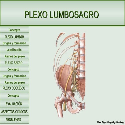 Anatomia de la pierna | PDF