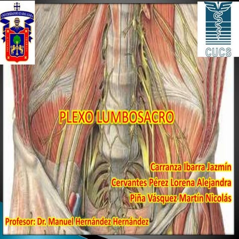 Plexo lumbosacro (2) | PPTX