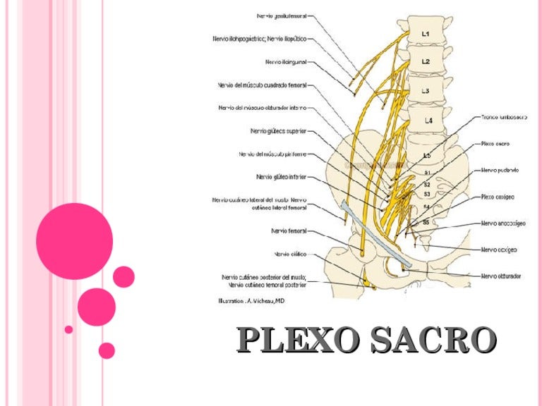 Plexo sacro