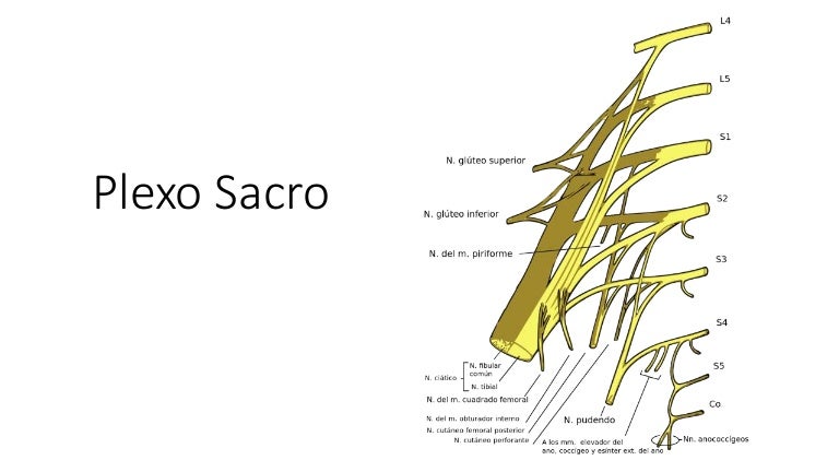 Plexo sacro
