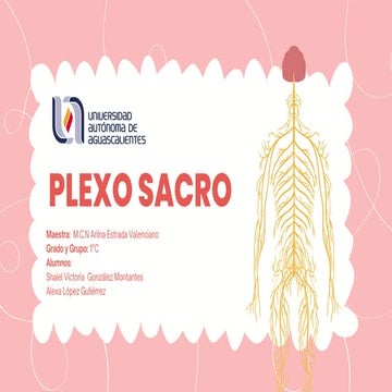 Plexo sacro, como se forma y sus ramas principales | PDF