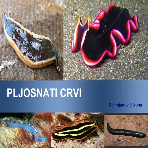 Pljosnati crvi; planarije | PPT
