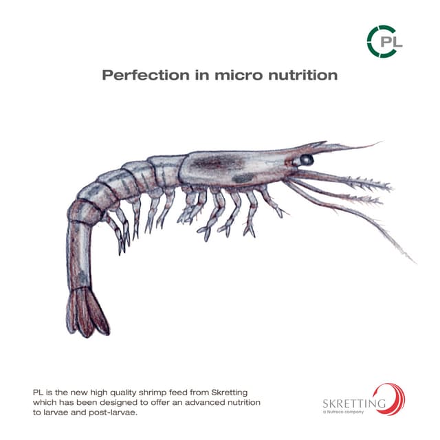PL - innovative feed solution for blacktiger shrimp | PDF