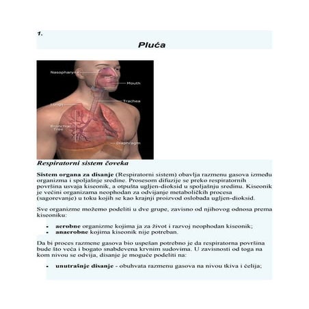Pluca biologija | PDF