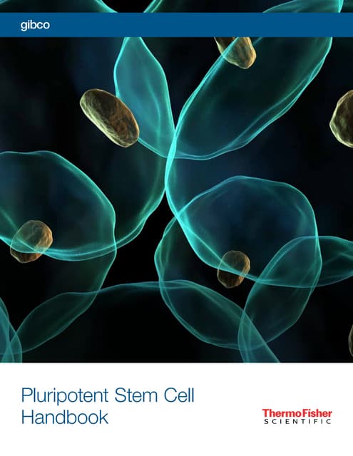 What are stem cells? An introduction to different types of stem cells ...