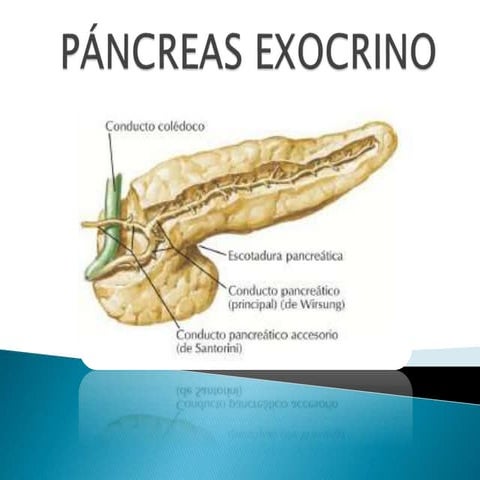Páncreas Exocrino- Histología