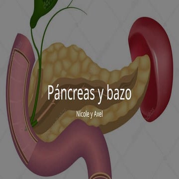 Páncreas y bazo, anatomia, inervaciones y mas (informacion sacada del ...