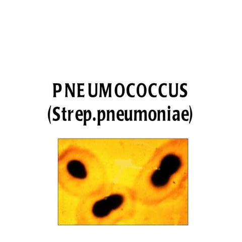 Pneumococci | PPT