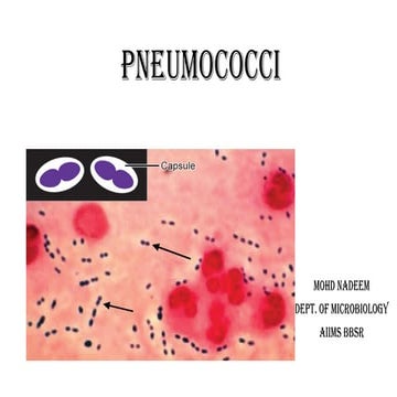 PNEUMOCOCCI PRESENTATION FOR UNDERGRADUATE STUDENTS | PPTX