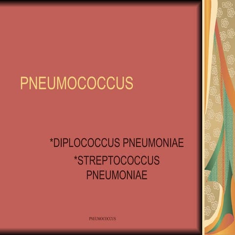 Pneumococcus | PPT