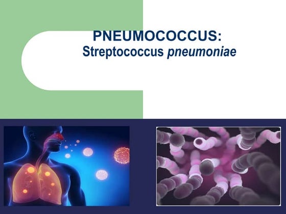 Gram negative cocci | PPT