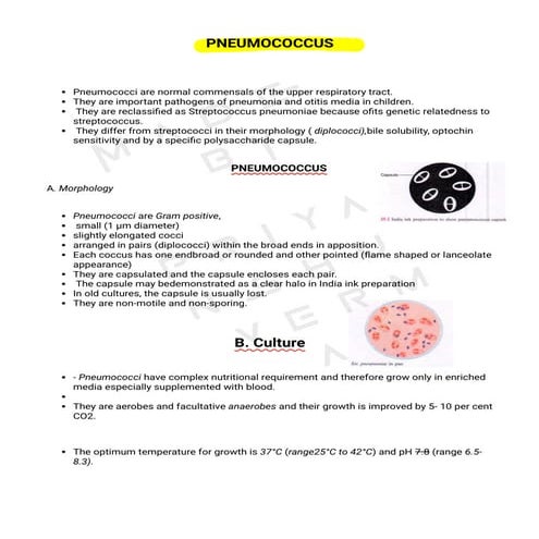 Pneumococcus (microbiology) | PDF