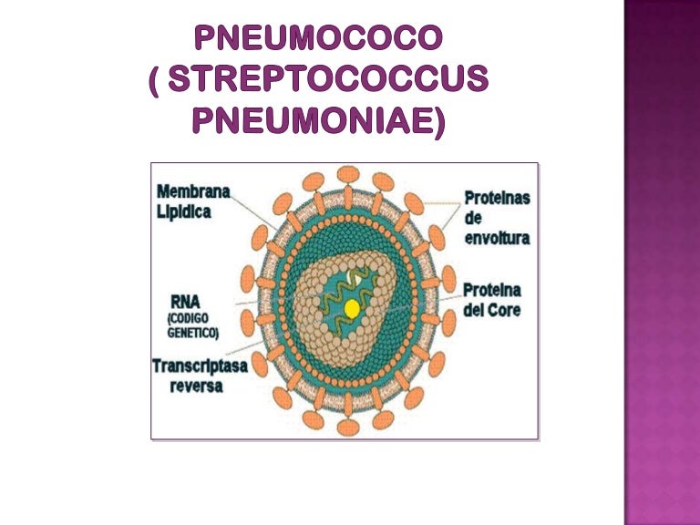 Pneumococo (2) 1
