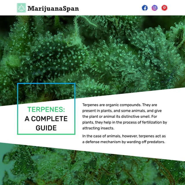A Complete Guide To Terpenes | PDF