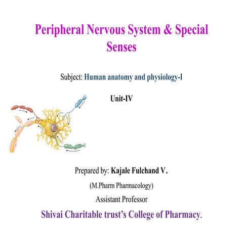 Peripheral Nervous System | PPTX