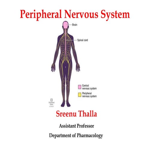 Ppt Histology Of The Peripheral Nervous System Powerpoint