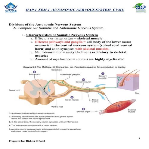 PNS_ Autonomic Nervous System _RDP | PDF